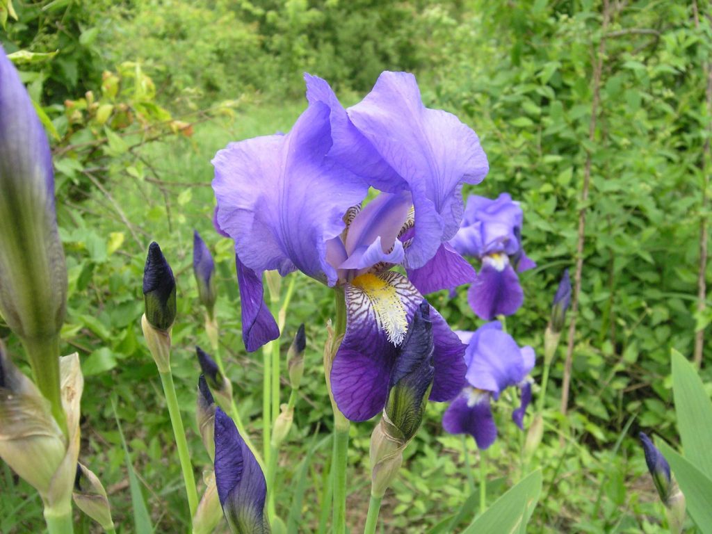 Iris croatica